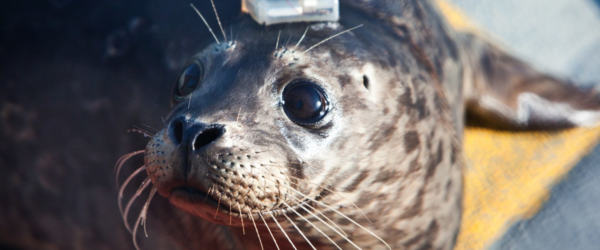 Marine Life Tracking